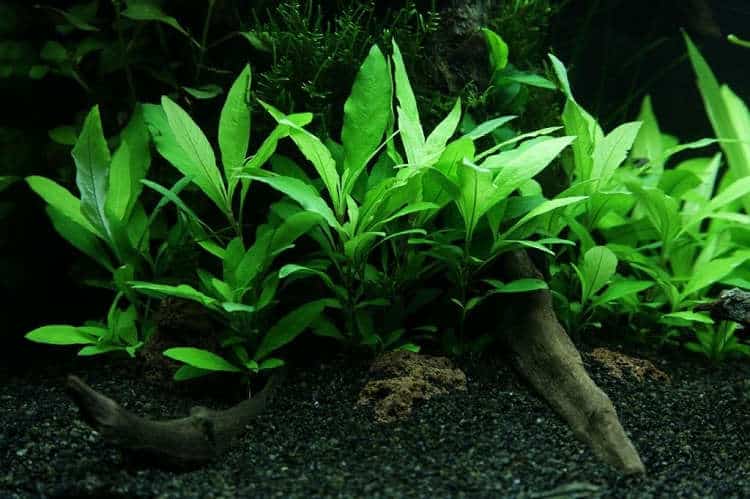 Temple Compacta (Hygrophila Corymbosa) | Aquarium Plant Care