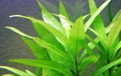 Temple Compacta (Hygrophila Corymbosa) | Aquarium Plant Care
