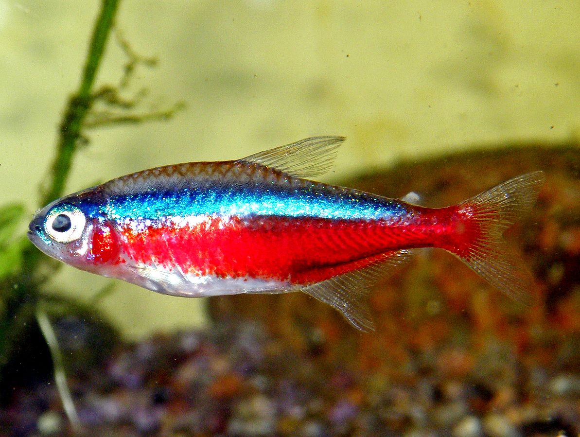 Neon Tetra Tank Size, Care Guide & Species Profile