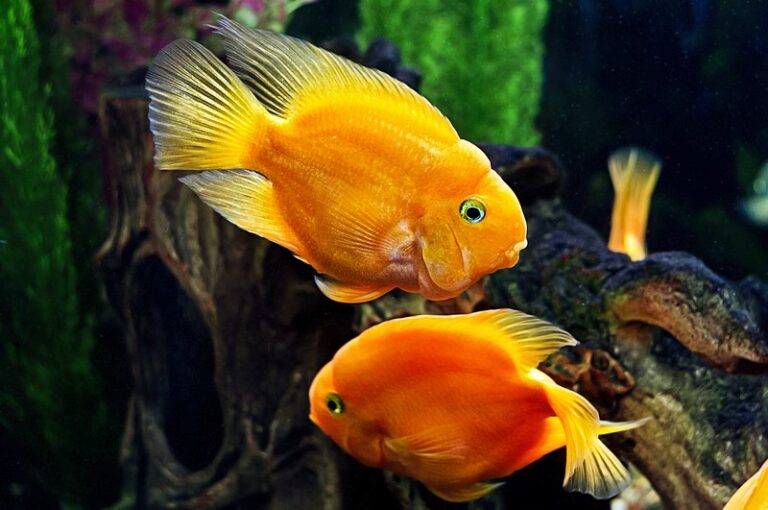 Blood Parrot Cichlid Facts (Red Hoplarchus Psittacus Fish)