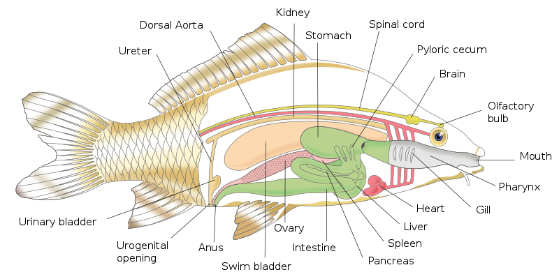 Fish Intelligence: Do Fish Have Brains? Fish Camp Rehab