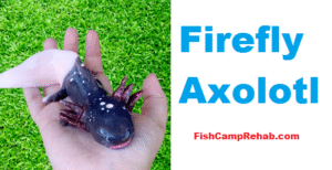 Firefly Axolotl Care And Species Profile | Fish Camp Rehab