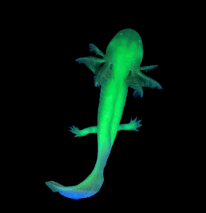 GFP Axolotl: Beginner's Care Guide & Species Profile