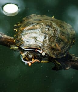 Do Turtles Need Water Conditioner? [7 Dirty Myths]