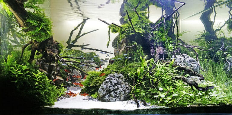 13 Unique & Creative Christmas Fish Tank Decoration Ideas