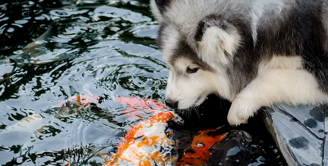 Why Does My Dog Stare At My Fish? (5 Things To Know)