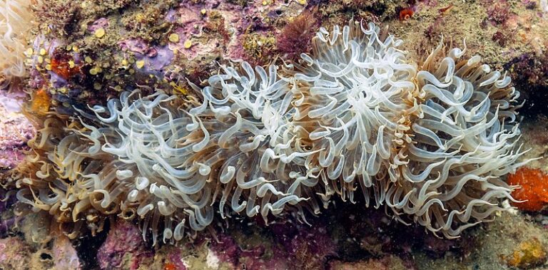 How To Get Rid Of Aiptasia Anemones In Reef Tank?