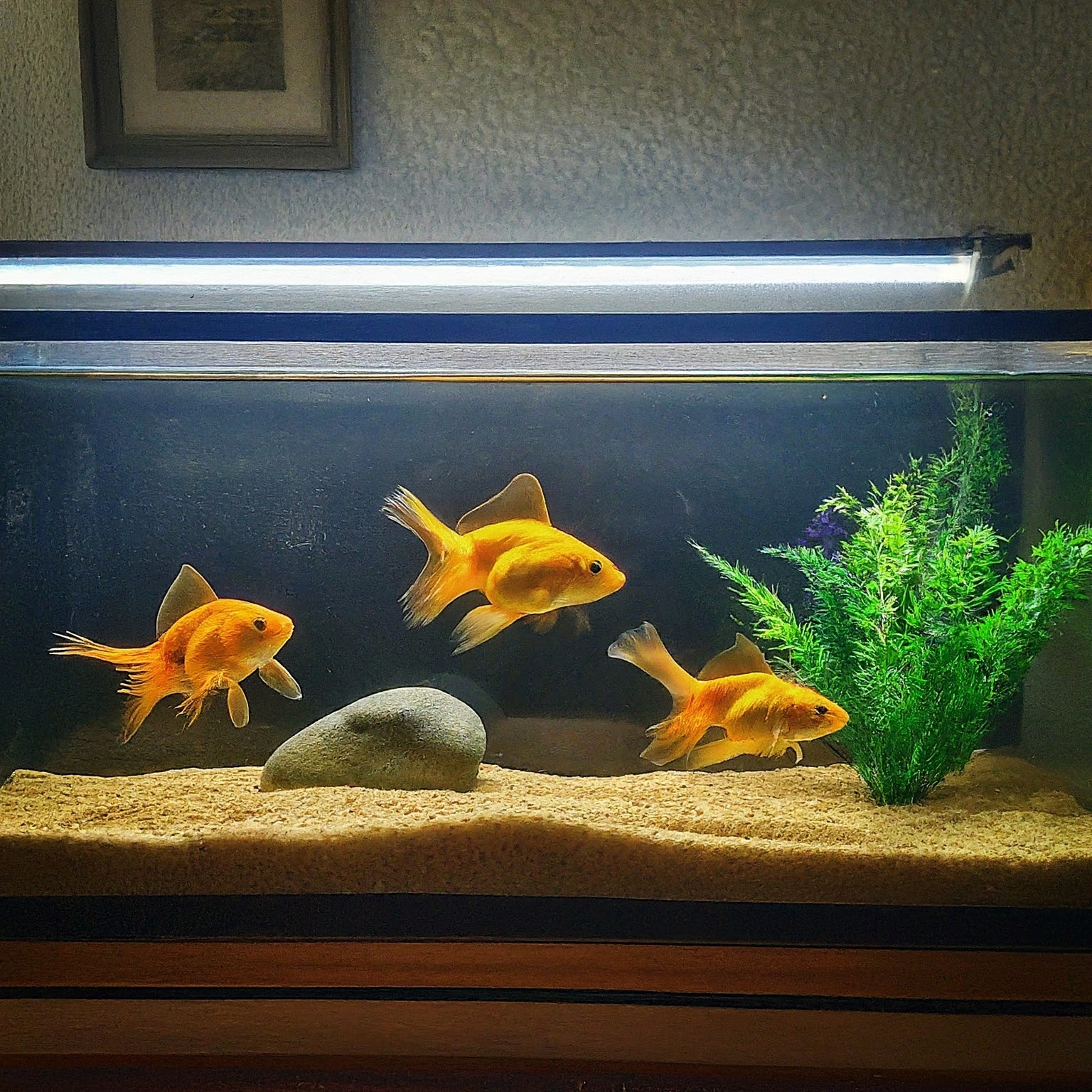 3 Best Fish For Beginners: A Comprehensive Guide